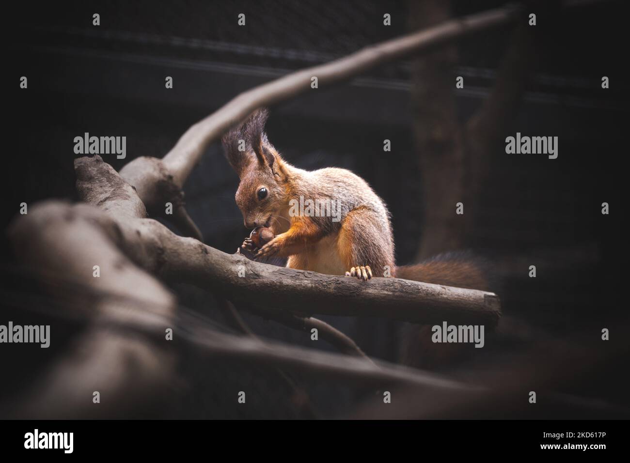 A close-up of a squirrel (Sciurus vulgaris ognevi) eating a nut Stock ...