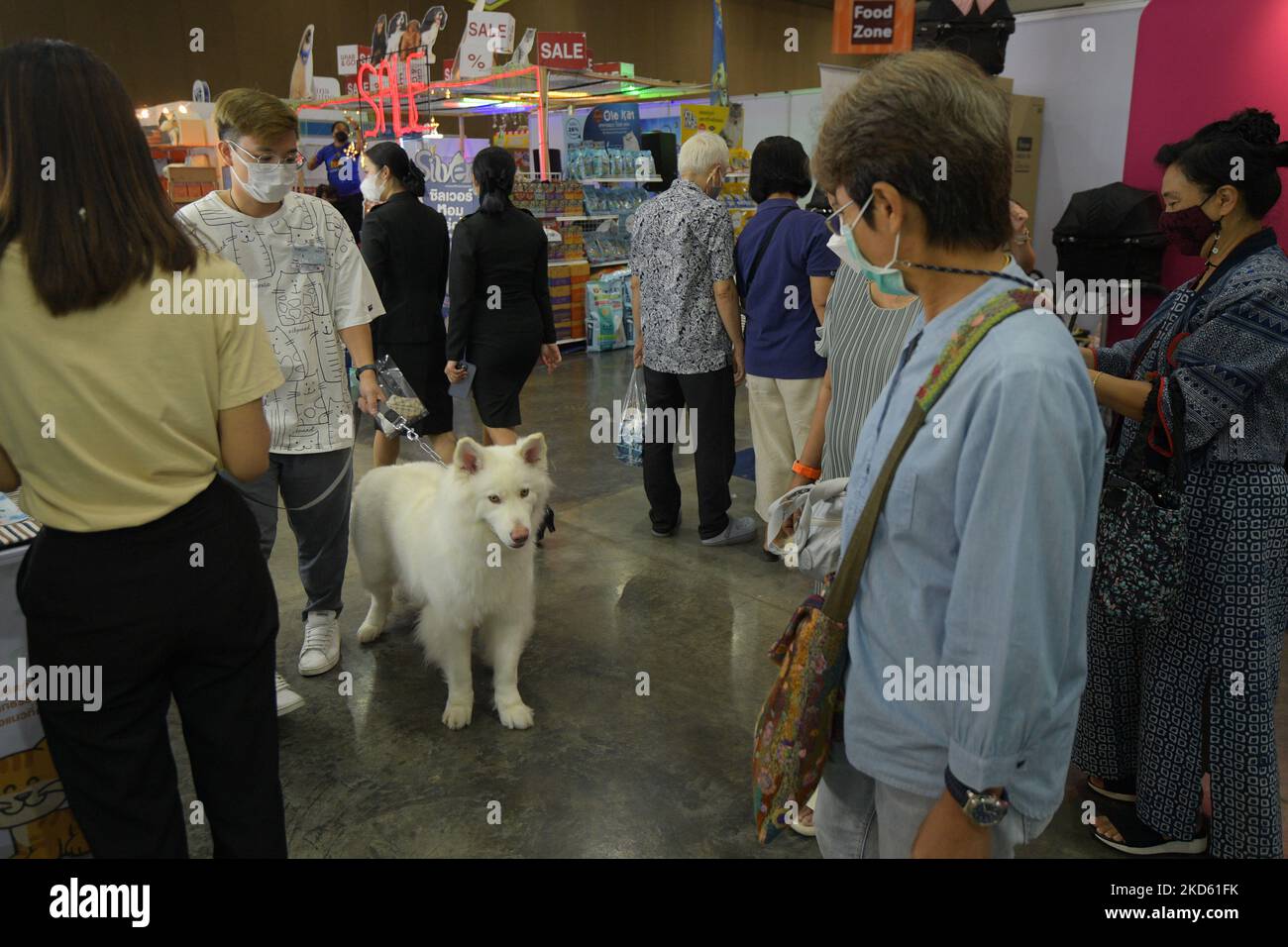 People look at the Samoyed dog breed during the Thailand International ...