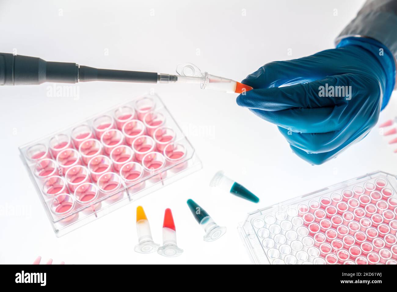 laboratory assistant fills a 96-well plate with biological samples for ...