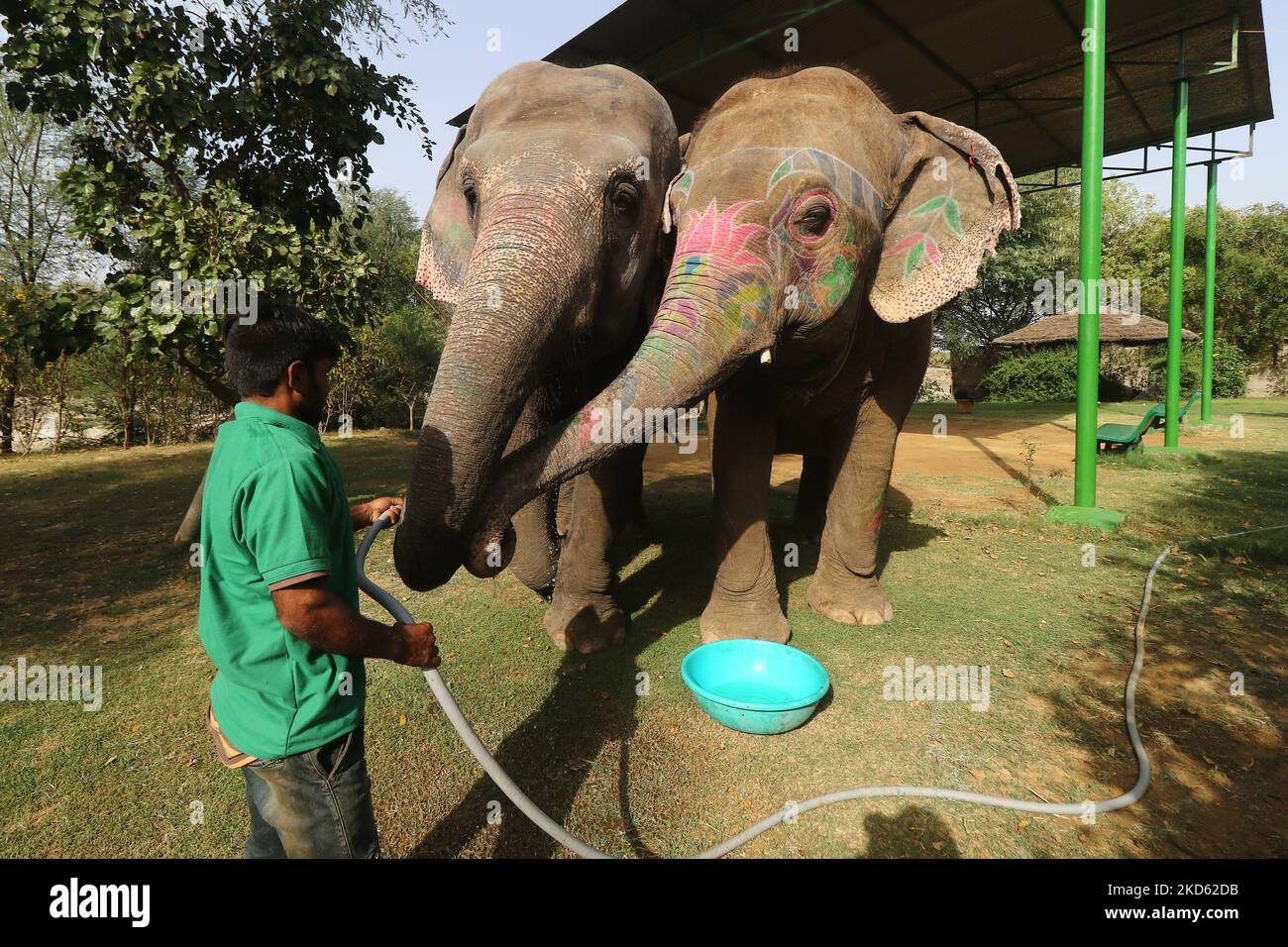 Elephants drinking water from a pipe to beat the heat during the hot ...
