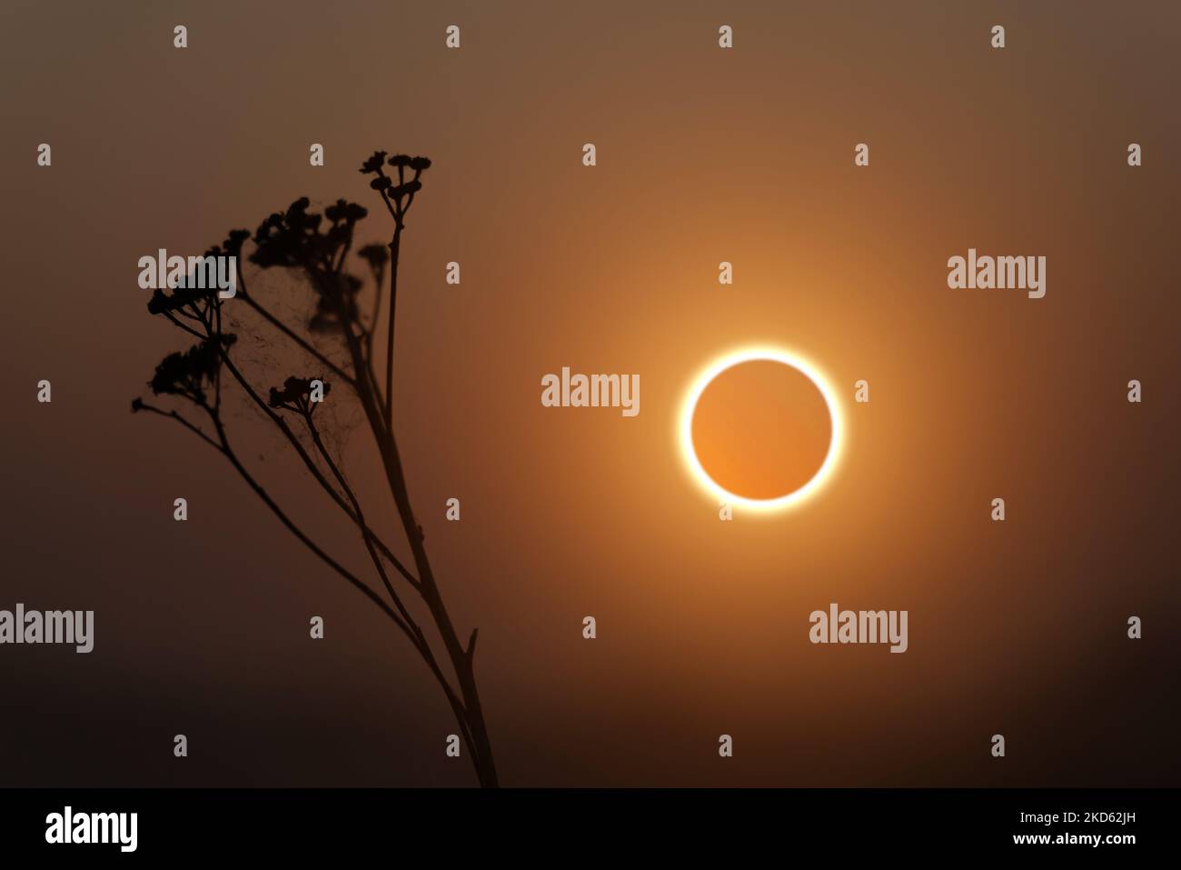 total solar eclipse against dry herbal background Stock Photo - Alamy