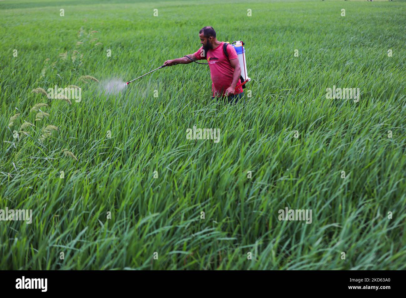 Farmers use insecticide in a coastal area in Pirojpur district ...