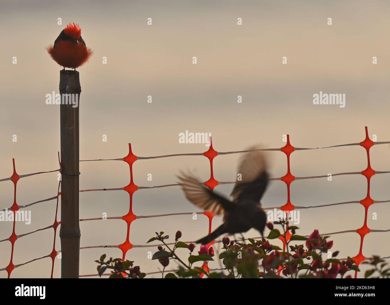 Vermillion Flycatcher - male (Pyrocephalus rubinus), seen in Miraflores ...