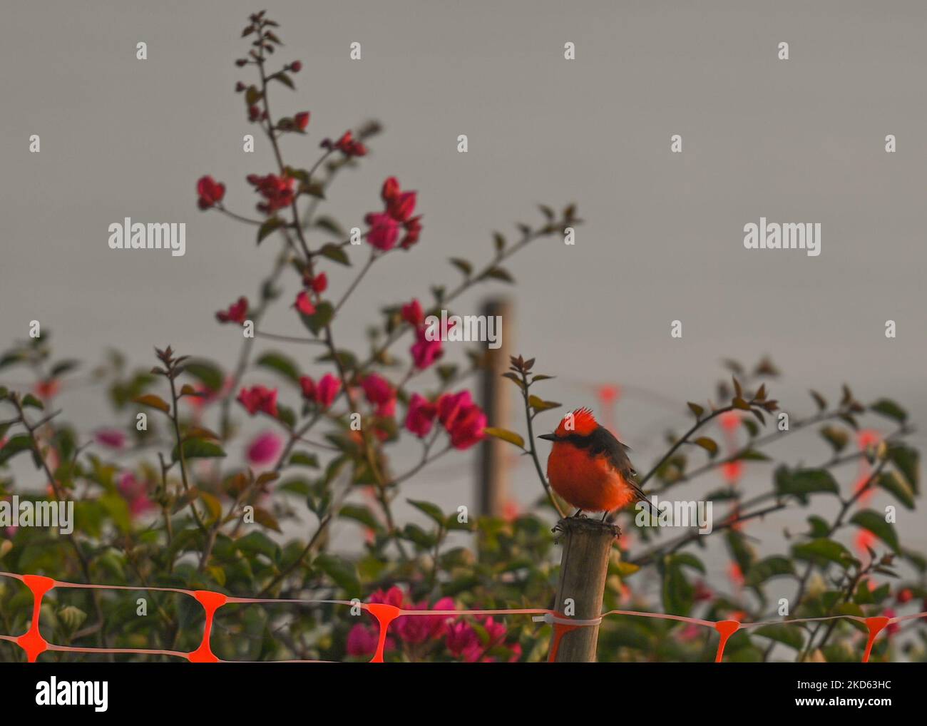 Vermillion Flycatcher - male (Pyrocephalus rubinus), seen in Miraflores ...