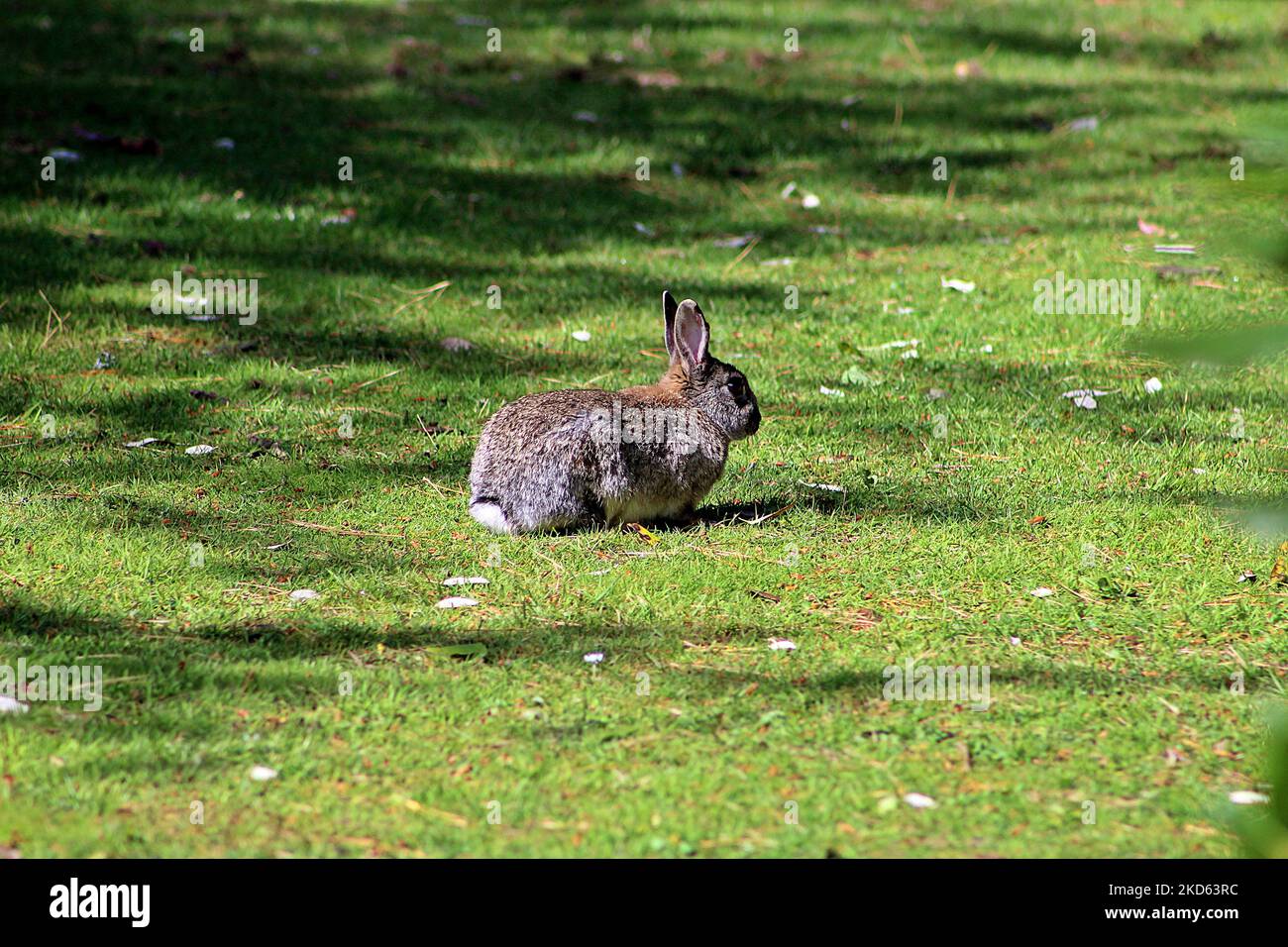 a single European rabbit (Oryctolagus cuniculus) or Coney standing on ...