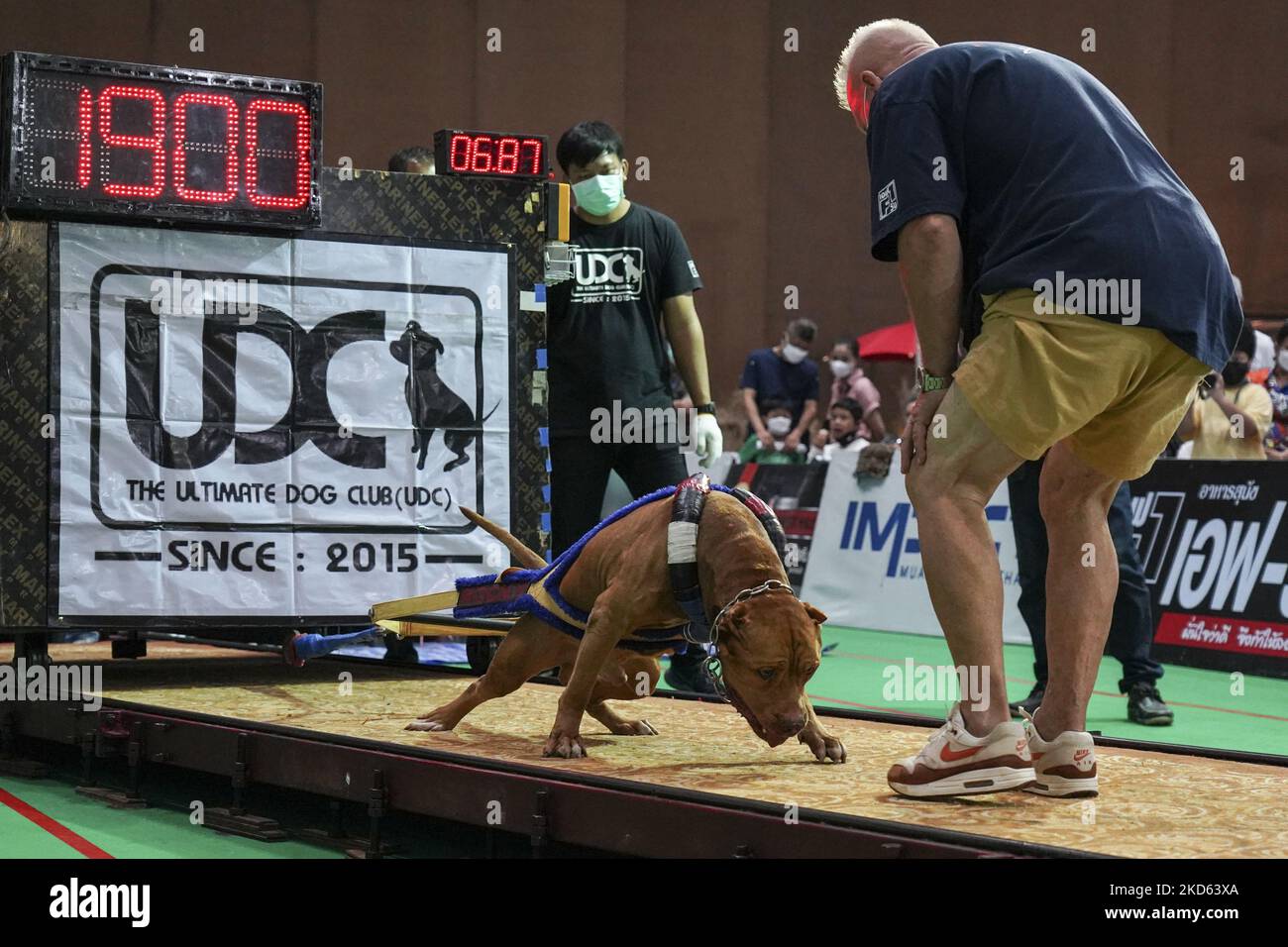 A Pitbull dog weight pulling during UDC Weight Pulling Dog Championship ...