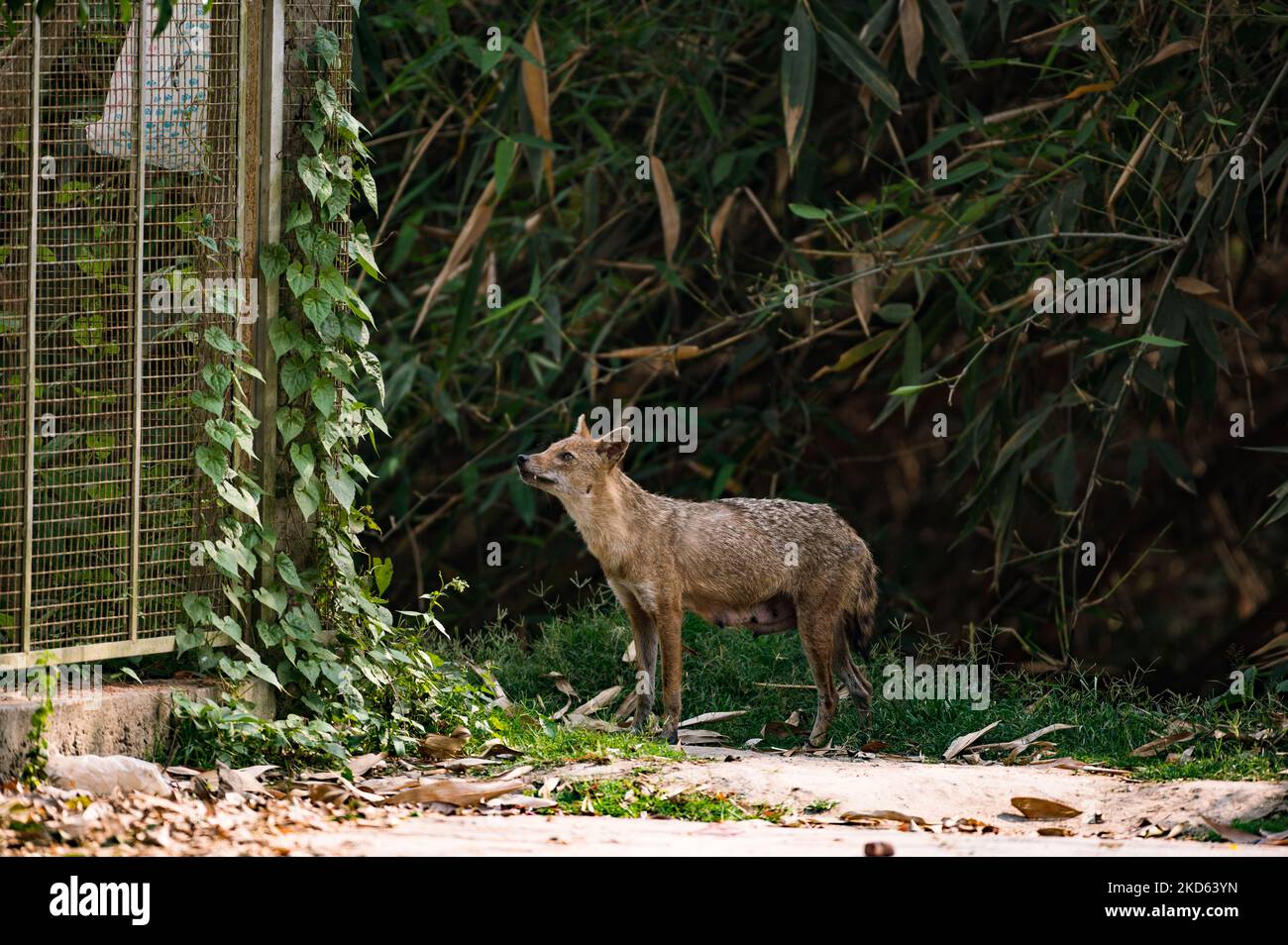 A Wild female golden jackal (Canis aureus) enters the human territory ...