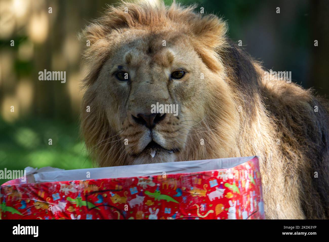 Male asiatic lion panthera hi-res stock photography and images - Alamy