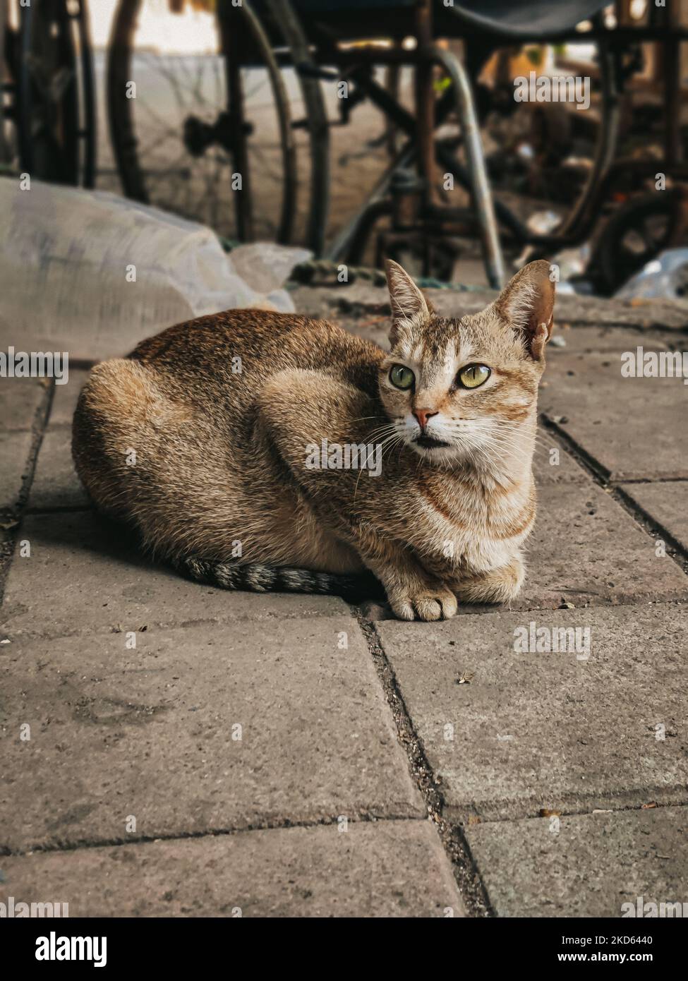 Ceylon cat hi-res stock photography and images - Alamy