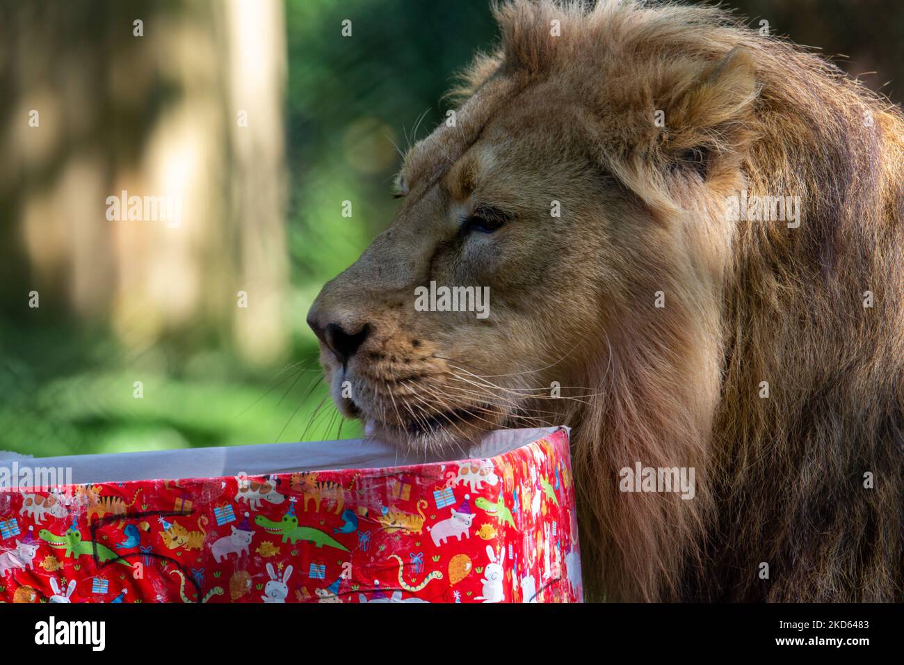 birthday present for a male Asiatic Lion (Panthera leo persica Stock ...