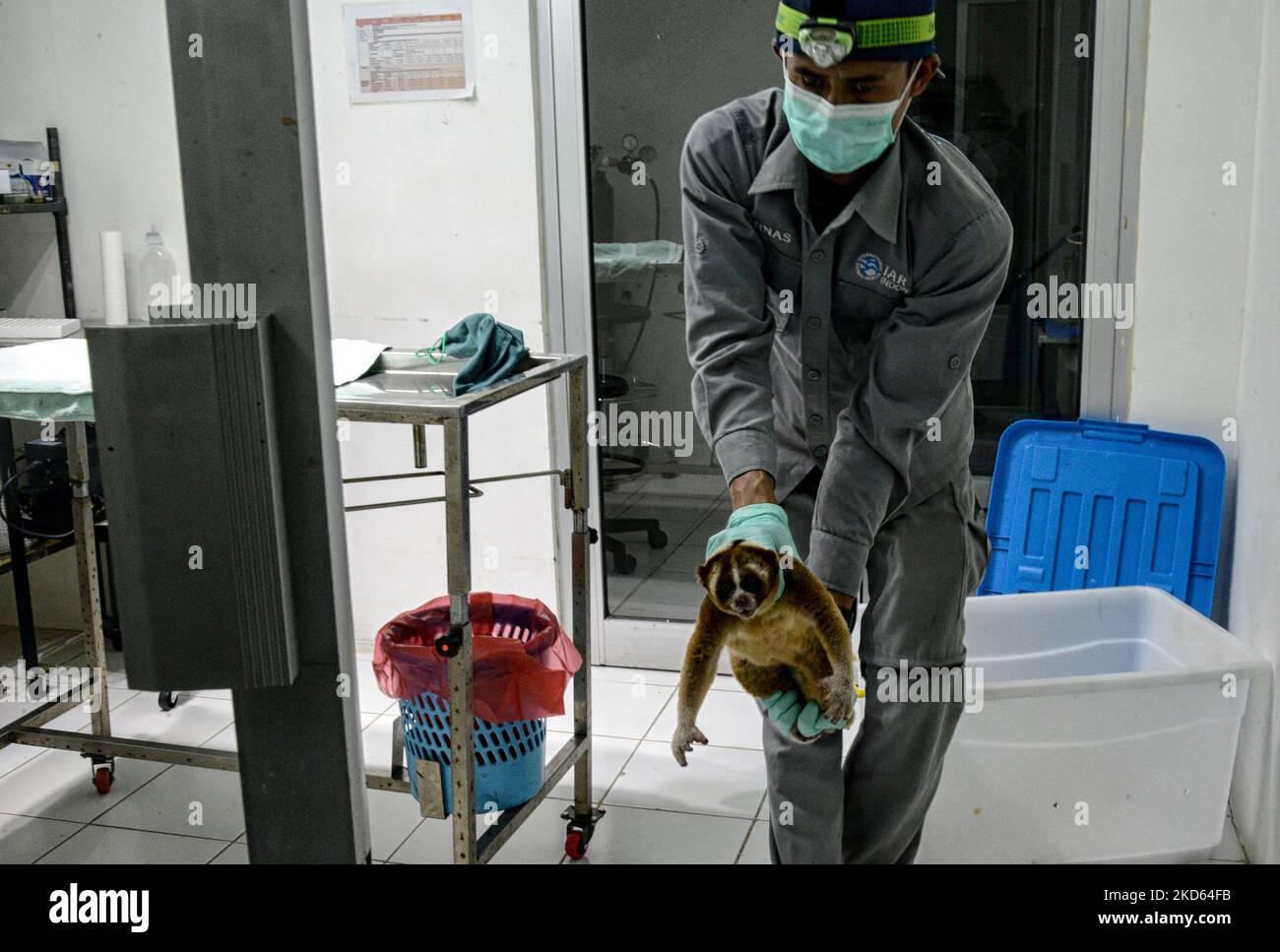 A officer carries a Javan slow loris before released into the wild at ...