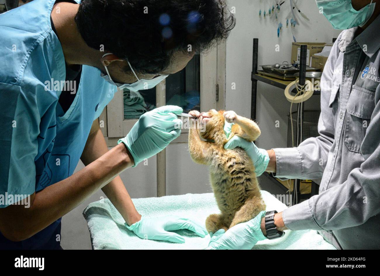 A medical officer conducted check health on a Javan slow loris before ...