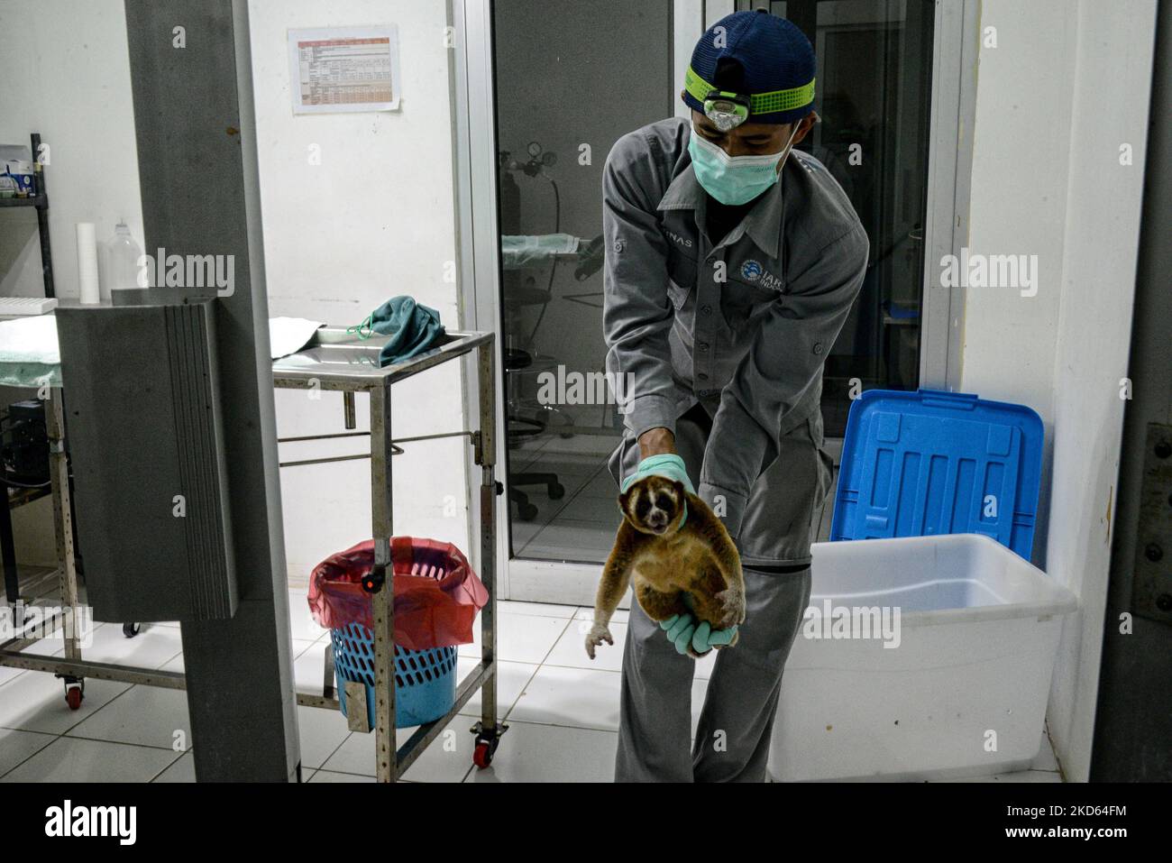 A officer carries a Javan slow loris before released into the wild at ...