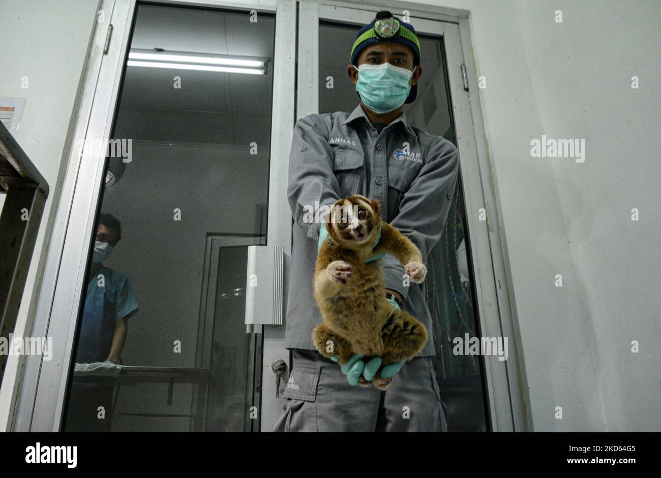 A officer carries a Javan slow loris before released into the wild at ...