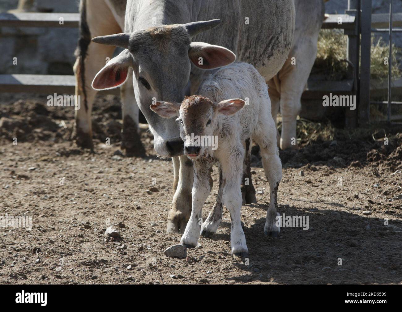 A newborn cub of a Hungarian Grey cow is seen at the Odesa's Zoo, amid ...