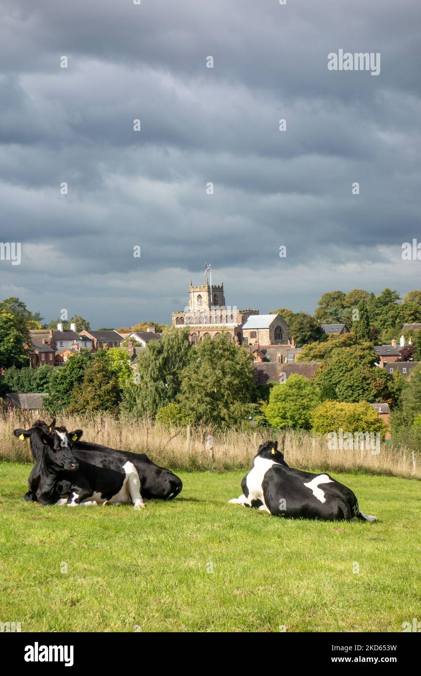 Farmland and cows hi-res stock photography and images - Alamy