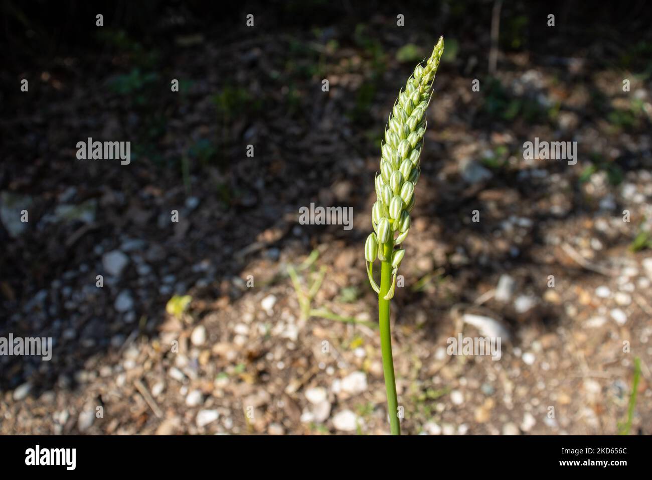 close up of Sea Squill (Drimia maritima) growing on an island near ...