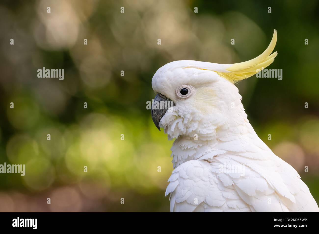 Sulphur-crested cockatoo, Sydney, Australia Stock Photo - Alamy
