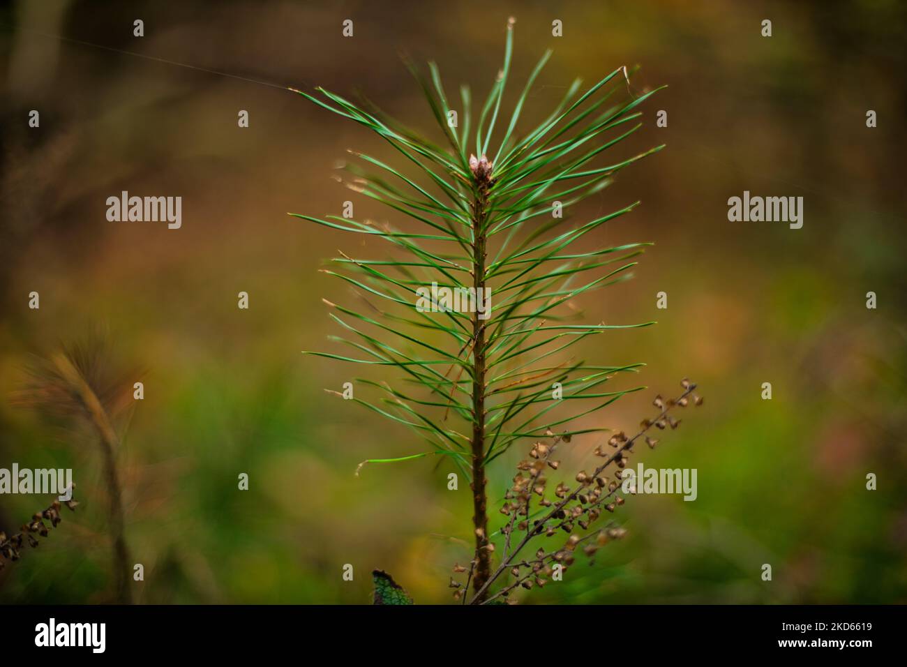 A closeup shot of a newly planted pine sapling found inside a forest ...