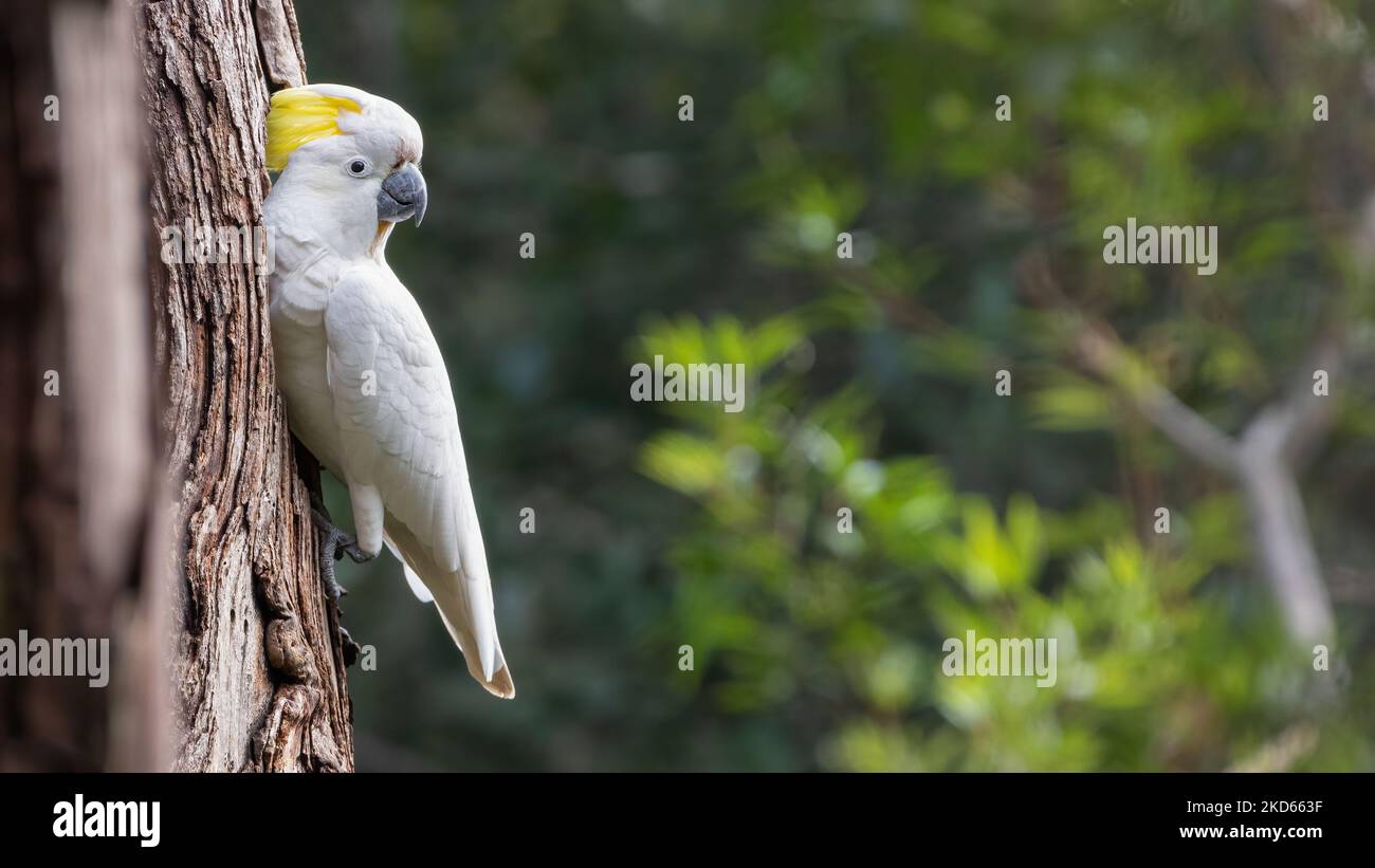 Sulphur-crested cockatoo nesting in a tree, Sydney, Australia Stock ...