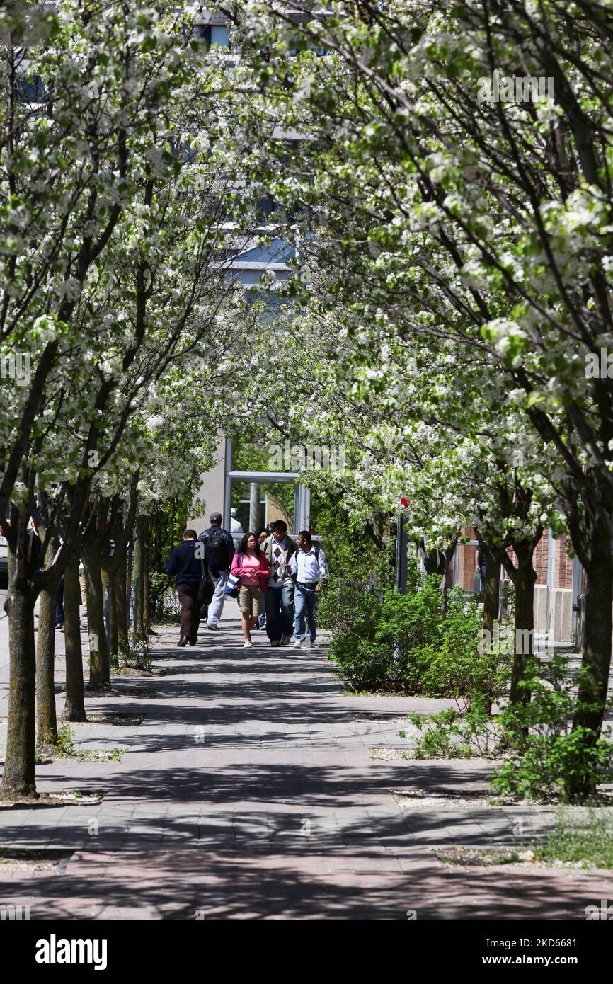 People walking under a canopy of blossoming trees during the Spring ...
