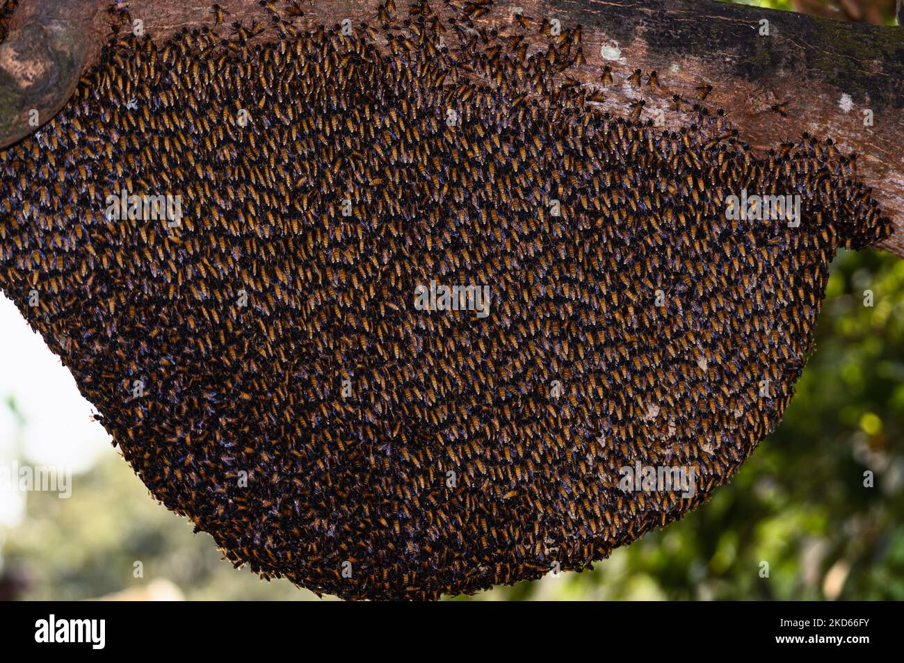 Giant honey bees of southeast asia hi-res stock photography and images ...