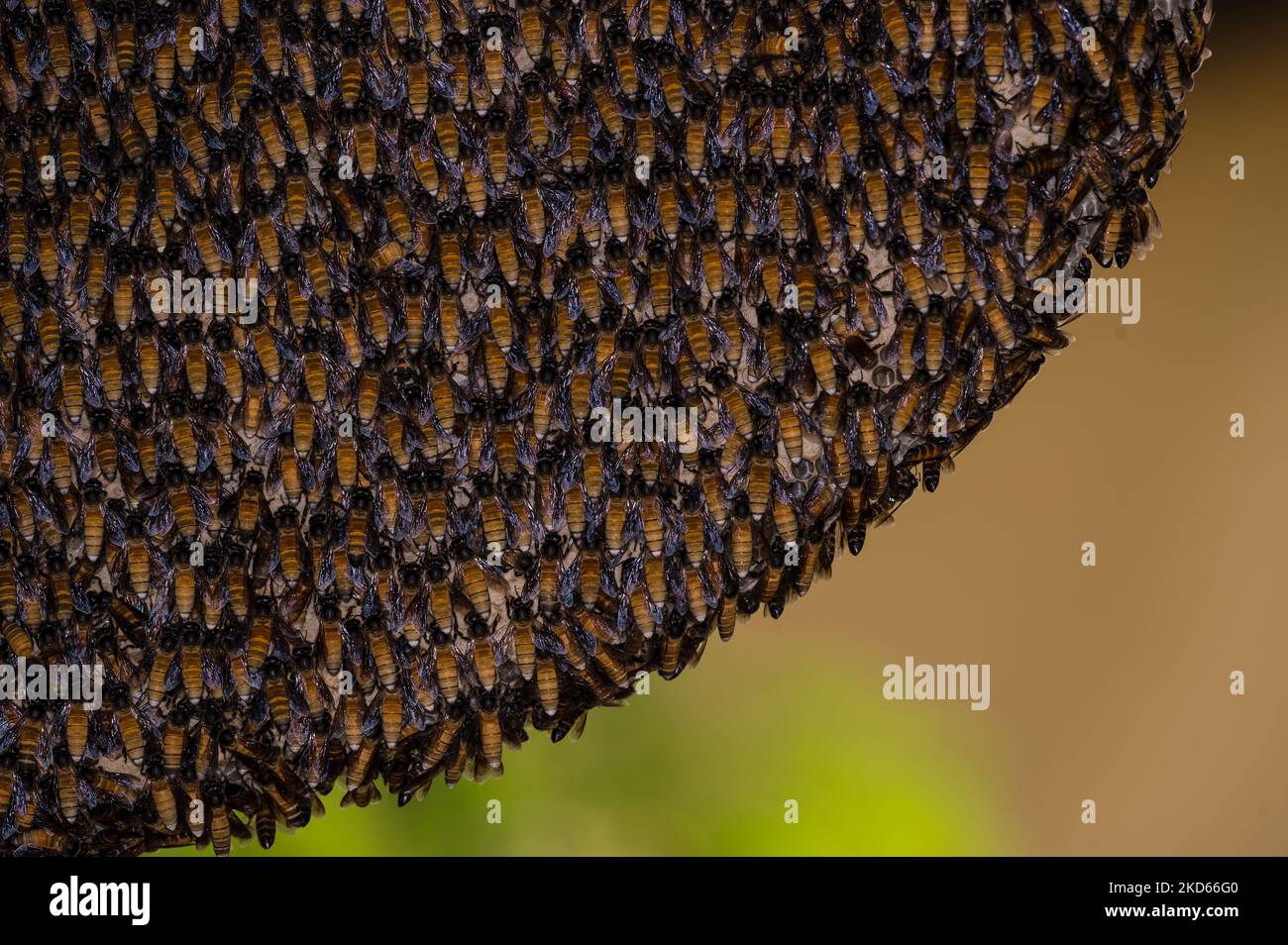 The giant honey bee (Apis dorsata) is a honey bee of South and ...