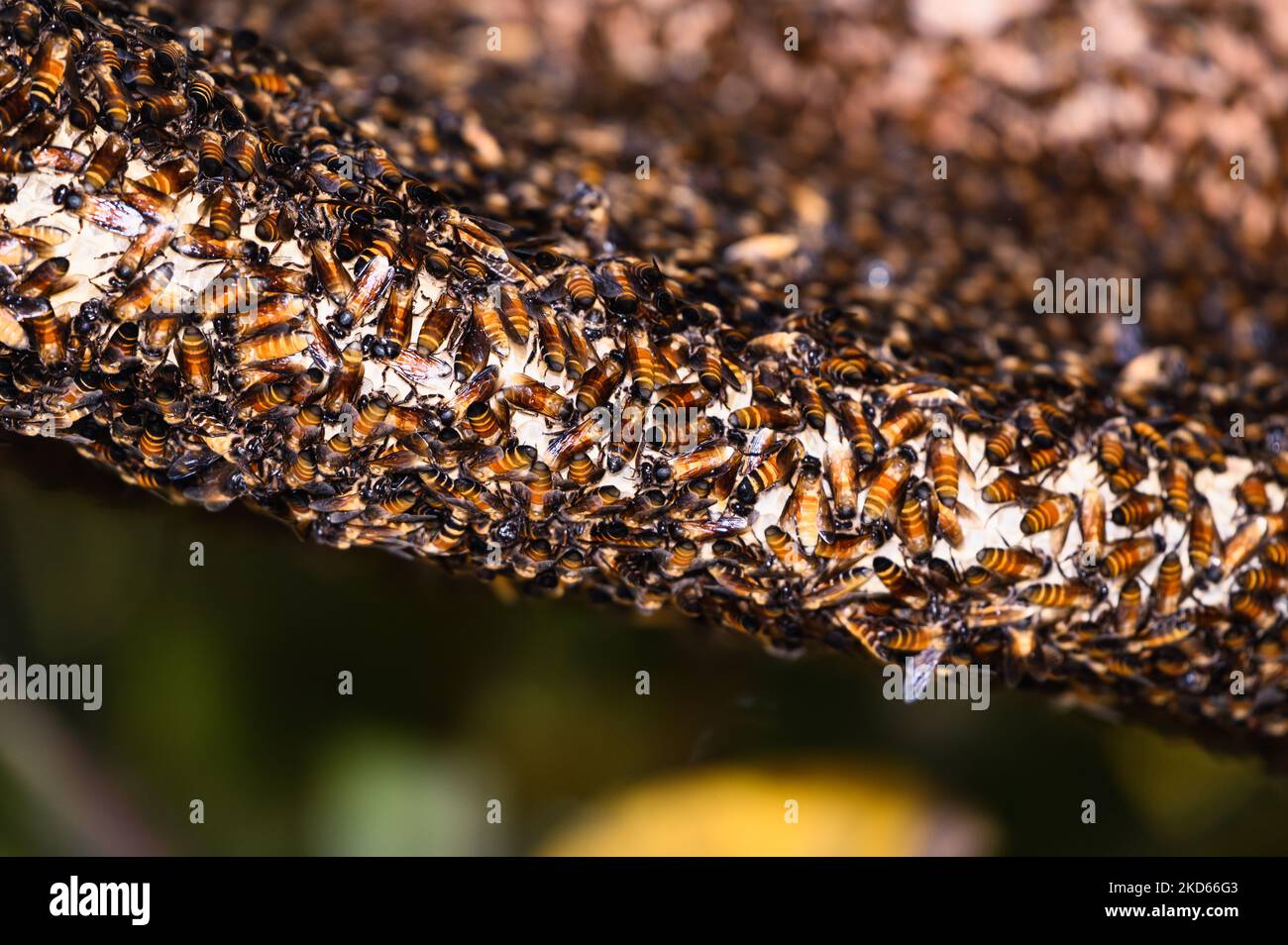 The giant honey bee (Apis dorsata) is a honey bee of South and ...
