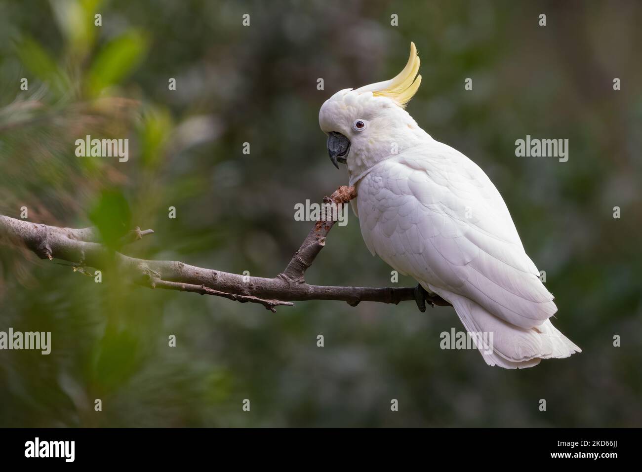 Sulphur-crested cockatoo, Sydney, Australia Stock Photo - Alamy