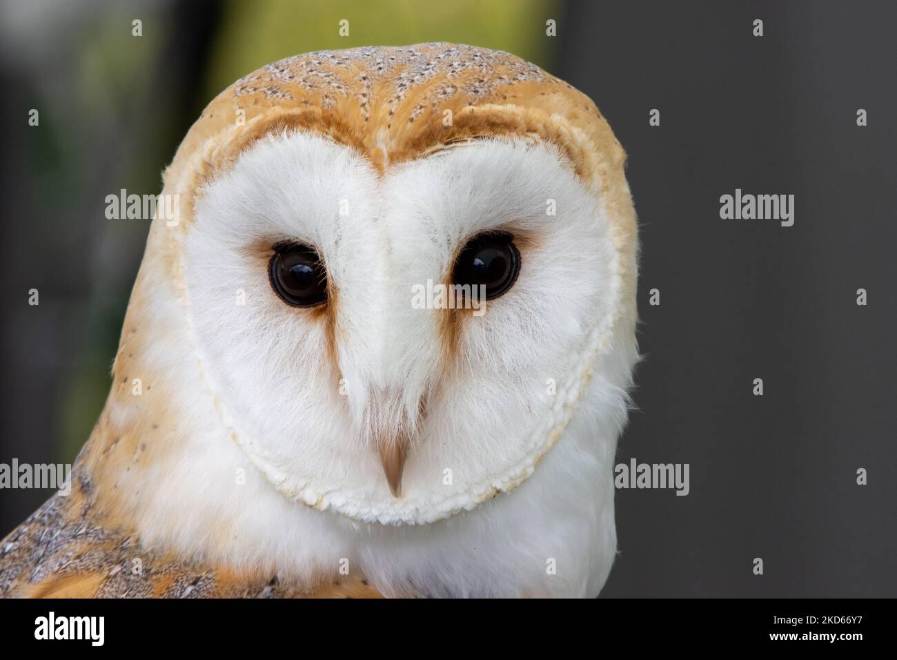 detail of the head of an owl on a plain grey background looking at the ...