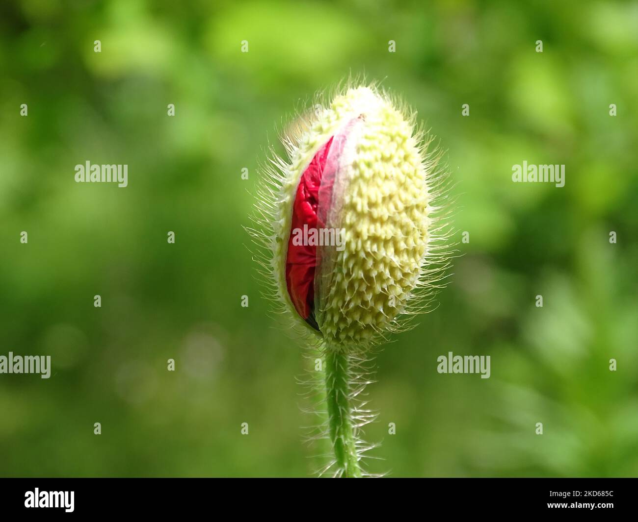 A freshly burst bud of a young red poppy plant on a green field Stock ...
