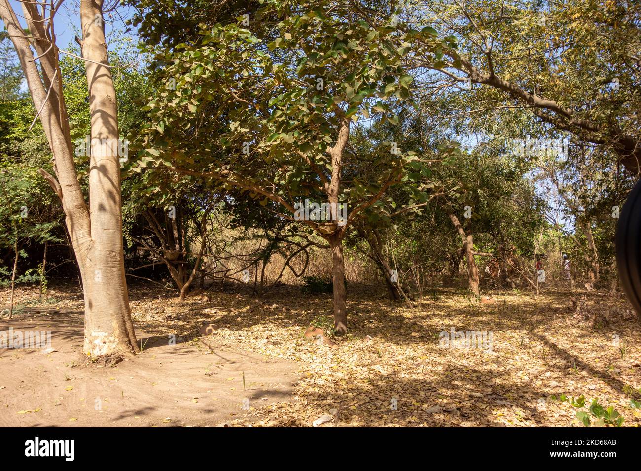 dry forest in West Africa with trees and shadows Stock Photo - Alamy