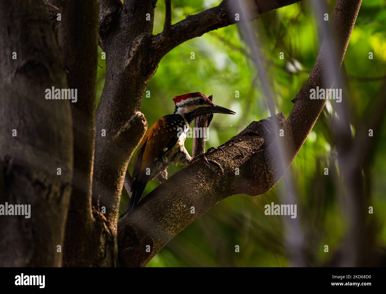 The Black-rumped Flameback Woodpecker (Dinopium benghalense) also known ...