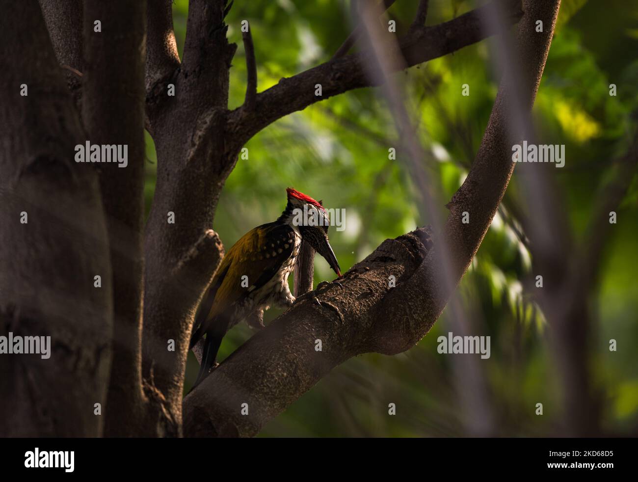 The Black-rumped Flameback Woodpecker (Dinopium benghalense) also known ...