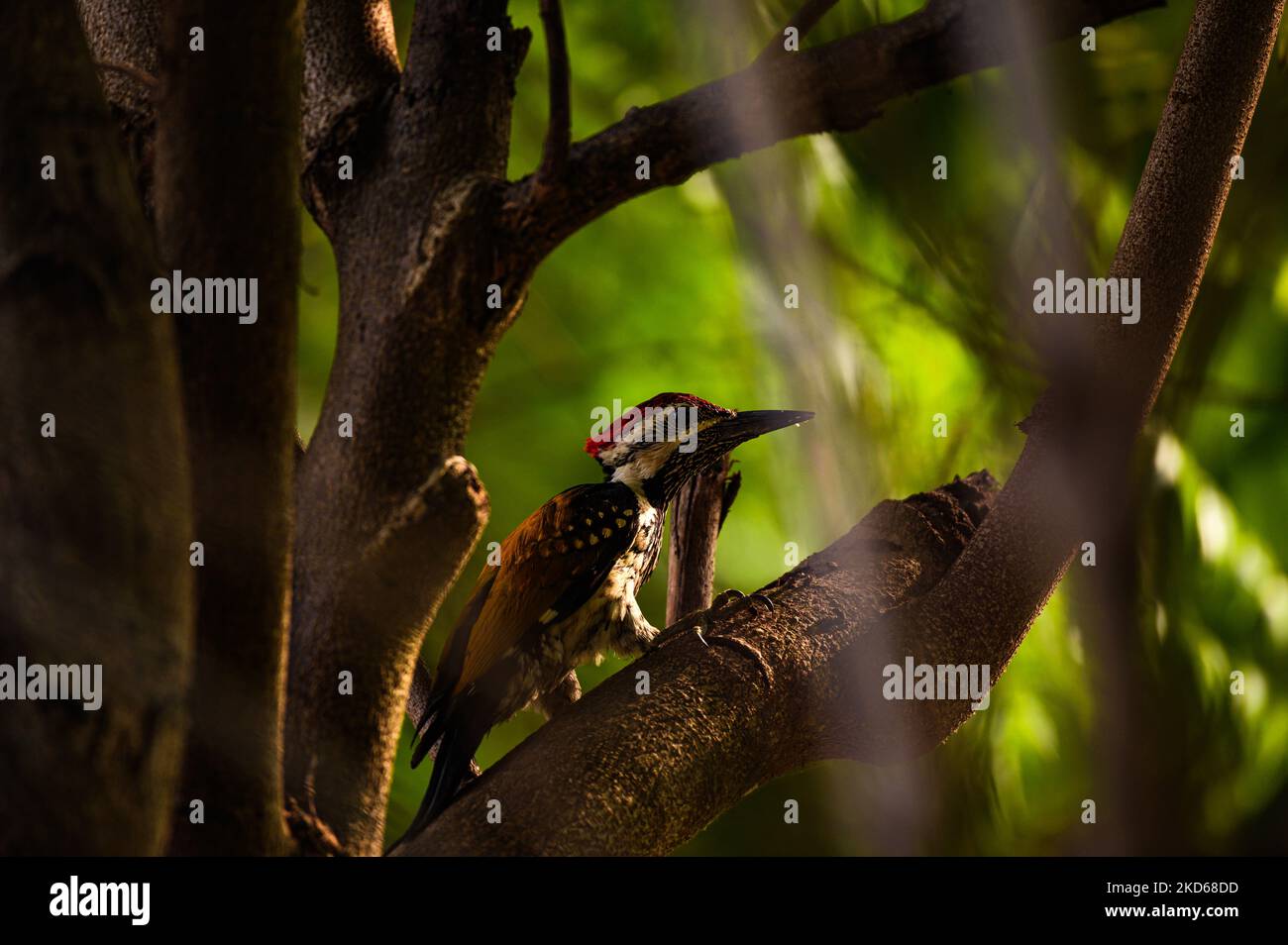 The Black-rumped Flameback Woodpecker (Dinopium benghalense) also known ...
