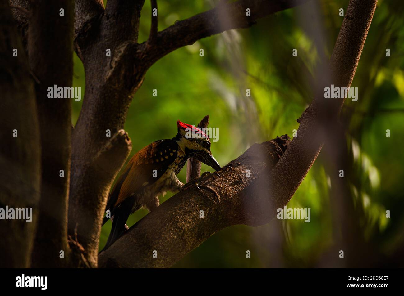 The Black-rumped Flameback Woodpecker (Dinopium benghalense) also known ...