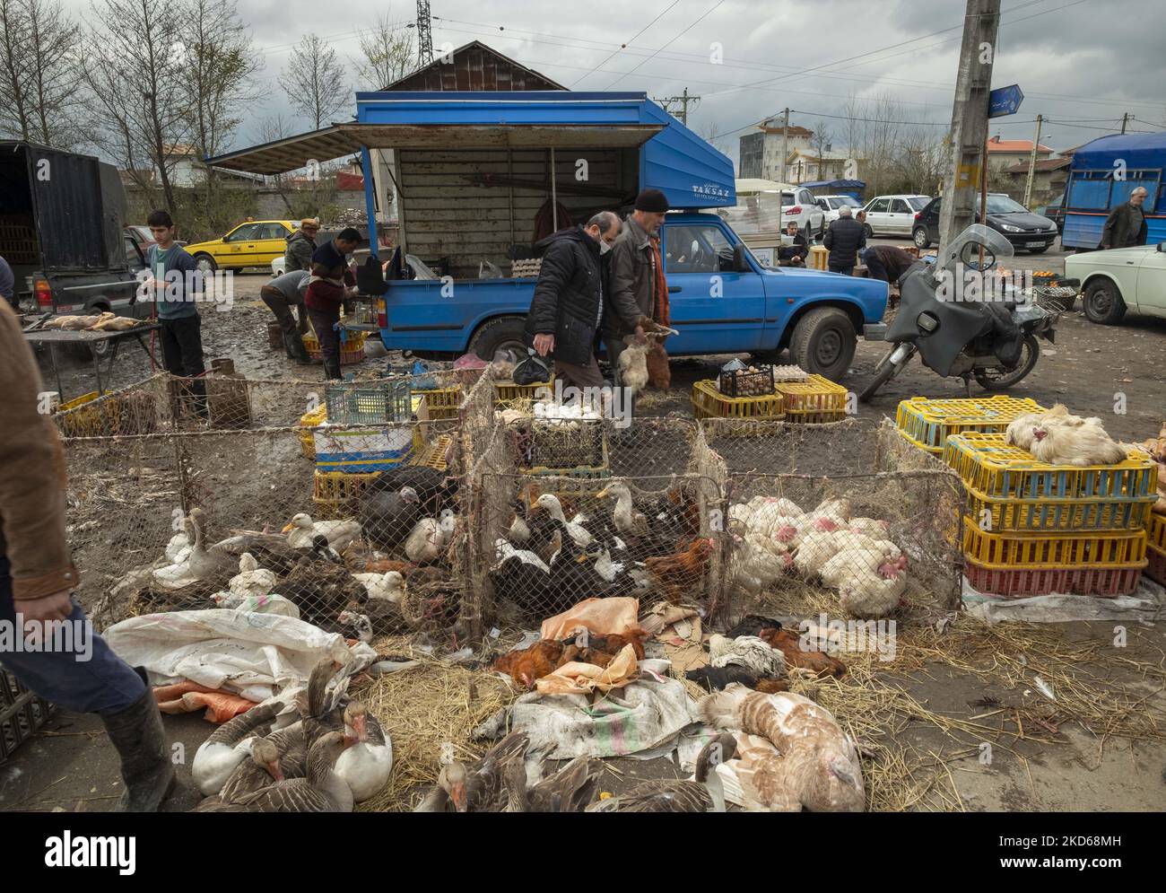 Two roosters birds hi-res stock photography and images - Alamy