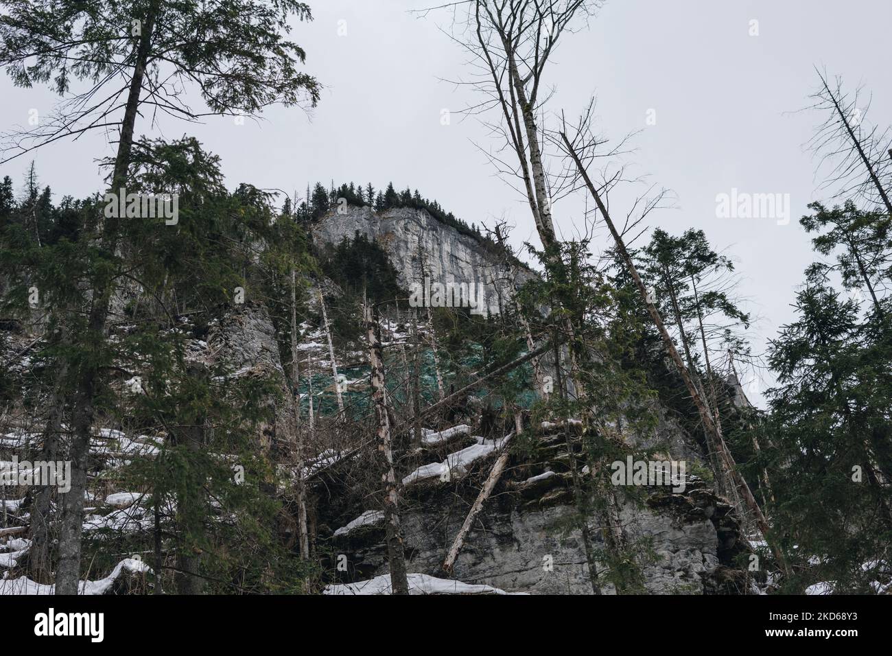 Fallen trees after strong wind in Tatra Mountains during winter season ...