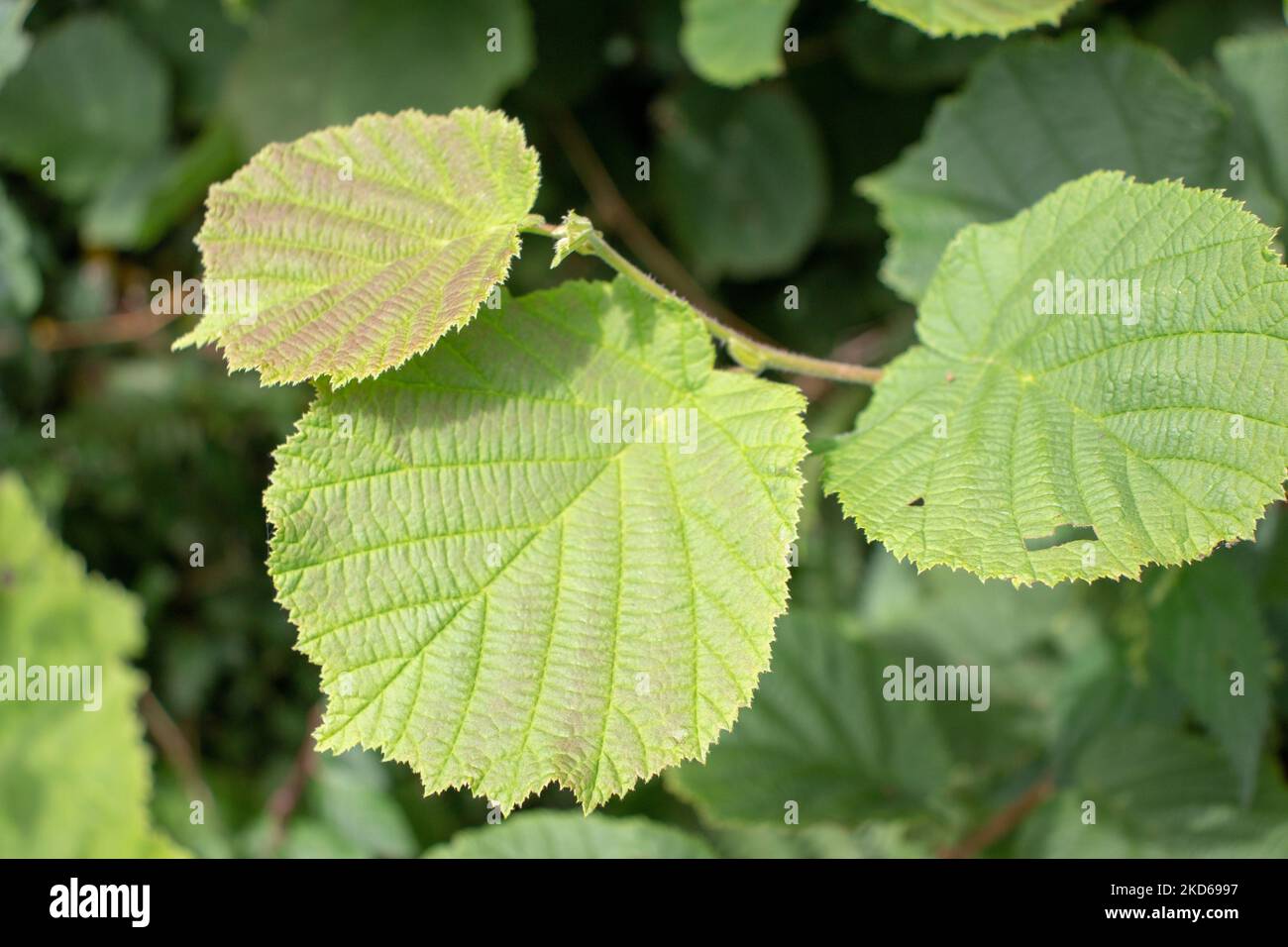 fully open green leaves and stem of the Hazel tree isolated on a ...