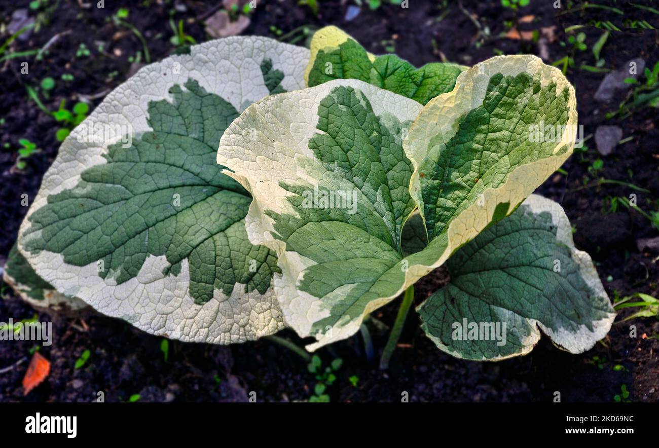 Brunnera macrophylla 'Variegata' or Siberian Bugloss - decorative ...
