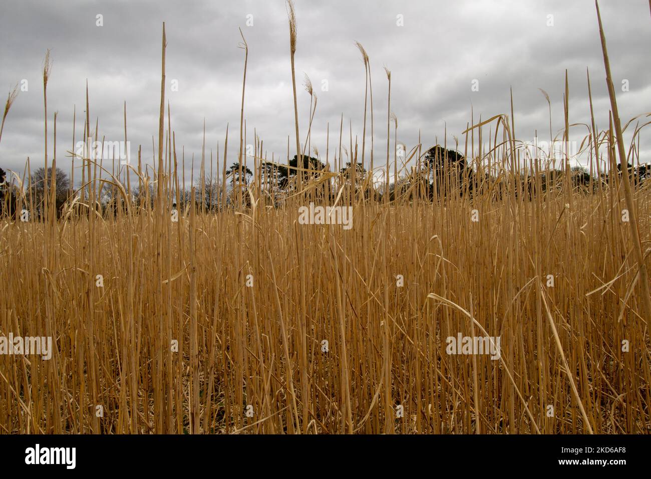 golden yellow farm crop of Sorghum (Sorghum bicolor) growing in a Devon ...