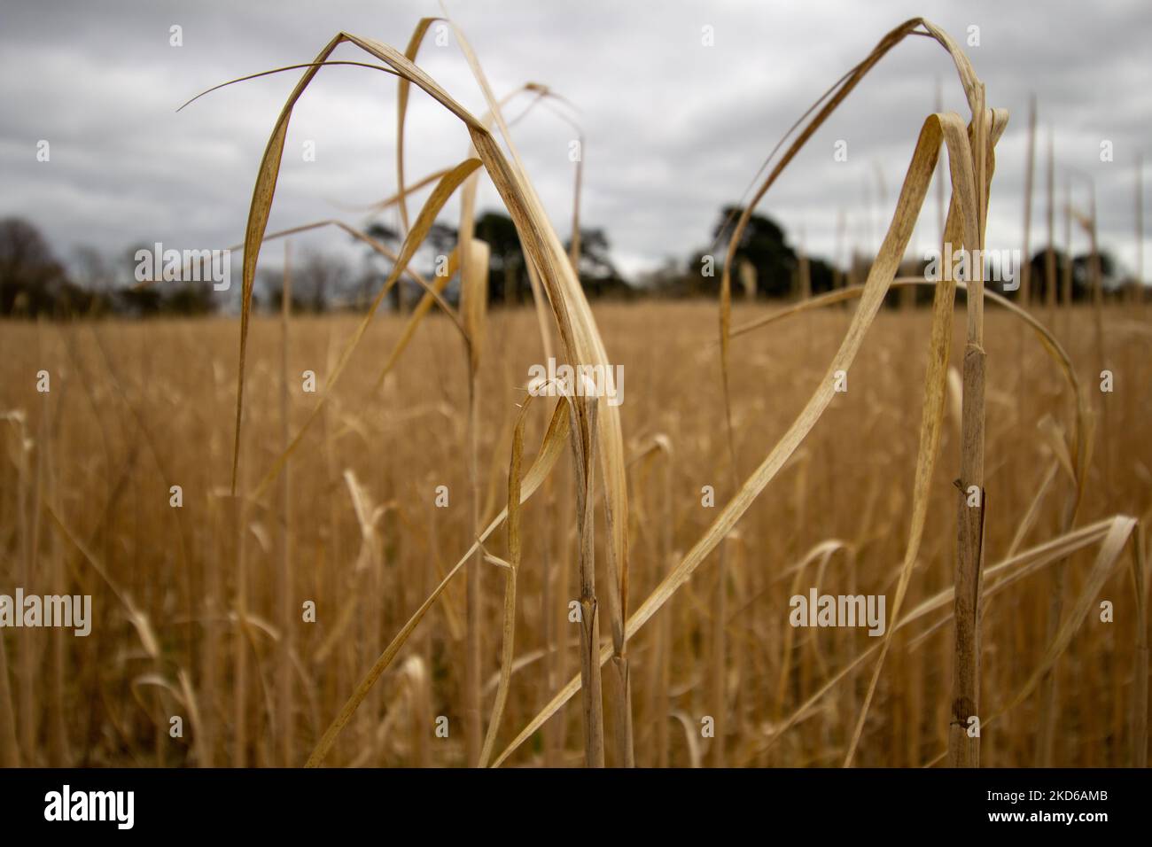 golden yellow farm crop of Sorghum (Sorghum bicolor) growing in a Devon ...