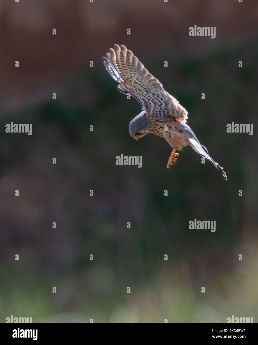 Common kestrel hovering by the cliffs, Yorkshire coast, UK Stock Photo ...