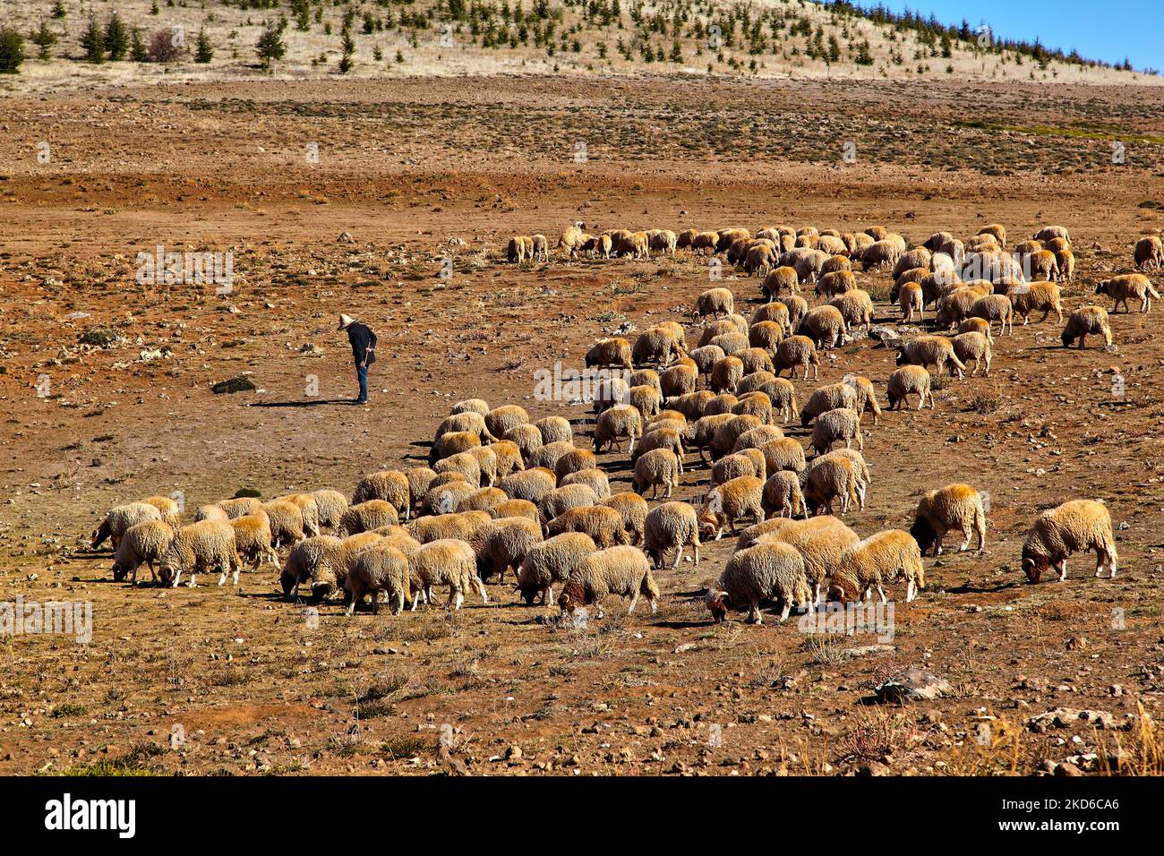 Berber shepherd herds a flock of sheep in the Middle Atlas Mountains in ...
