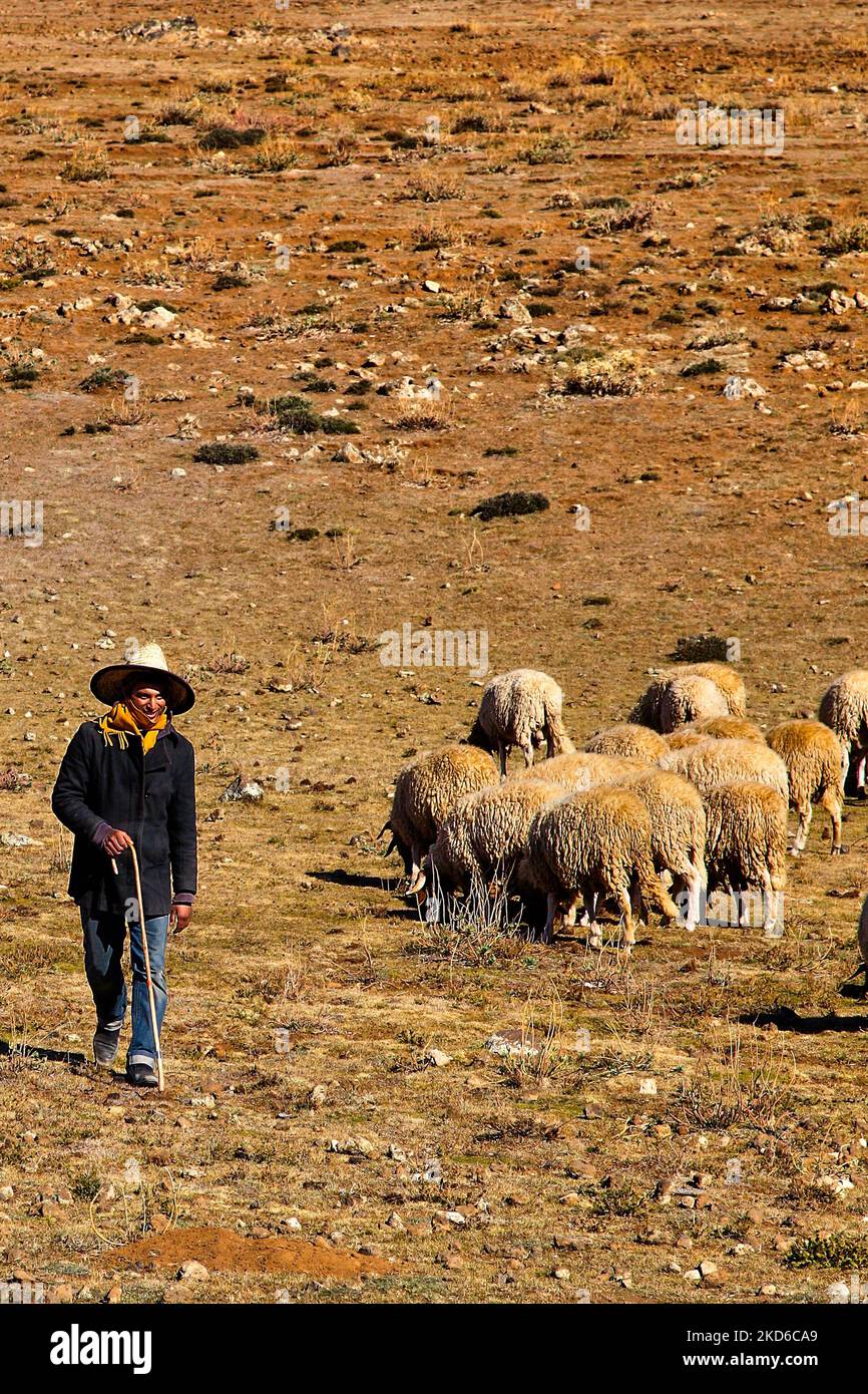 Berber shepherd herds a flock of sheep in the Middle Atlas Mountains in ...