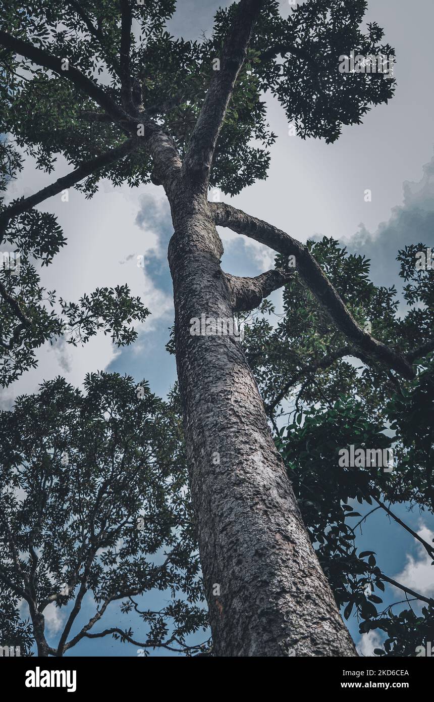 a picture of a durian tree from below with the blue sky and beautiful ...