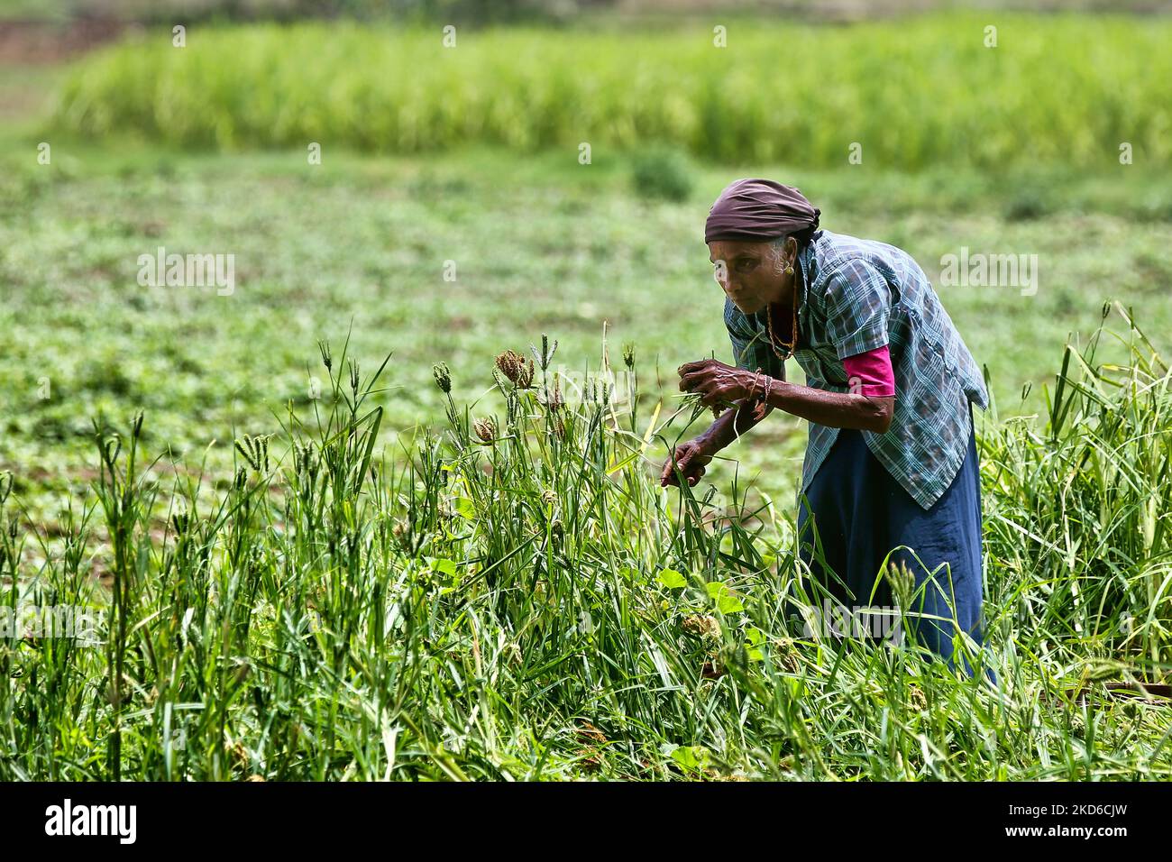 Tamil woman harvesting millet at a farm in Jaffna, Sri Lanka. (Photo by Creative Touch Imaging ...