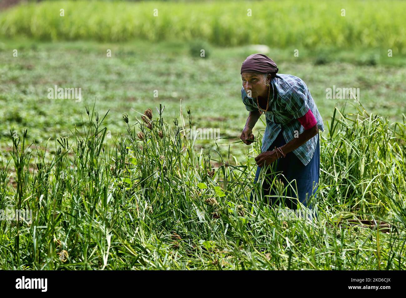 Millet farms hi-res stock photography and images - Alamy