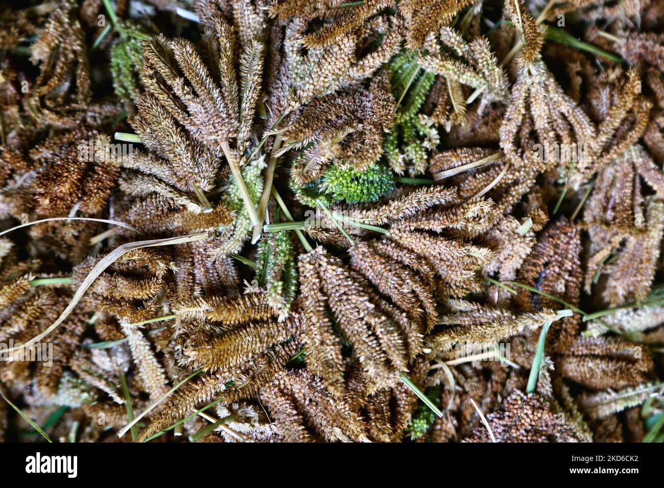 Millet drying at a farm in Jaffna, Sri Lanka. (Photo by Creative Touch ...