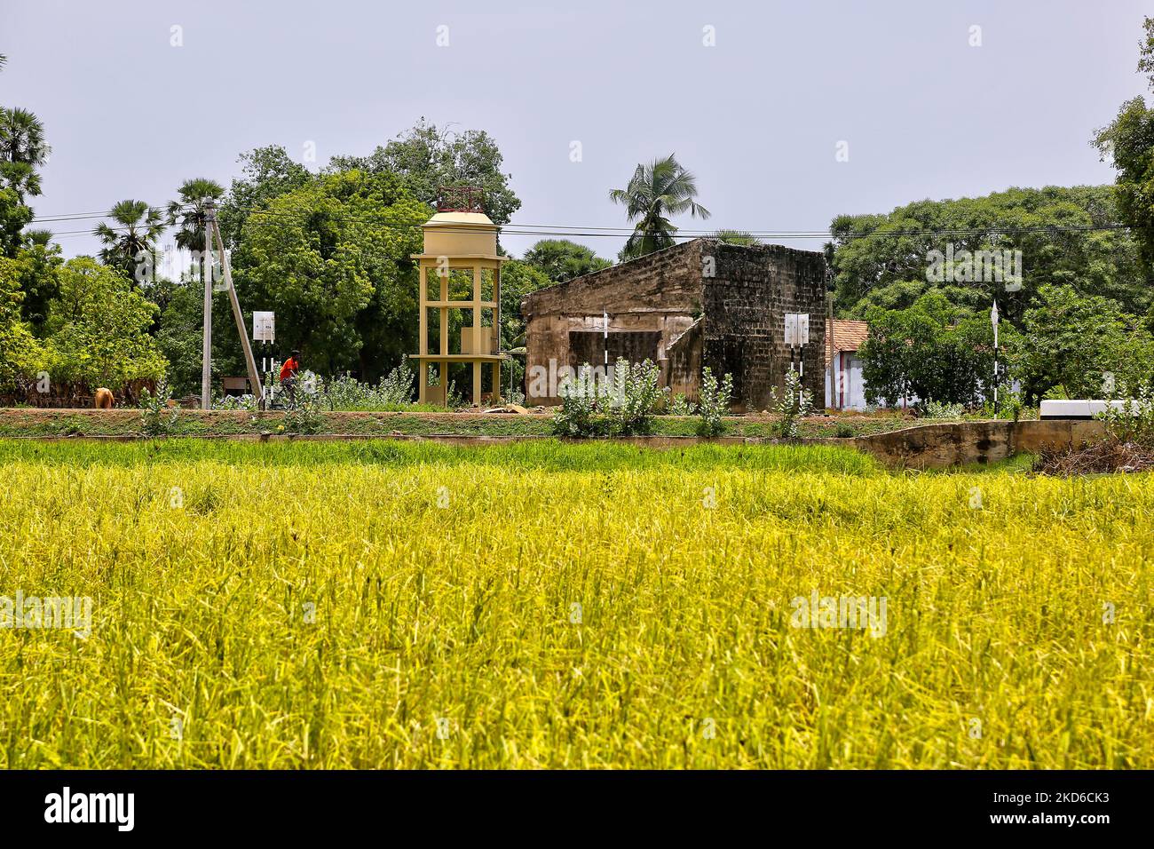 Millet farms hi-res stock photography and images - Alamy